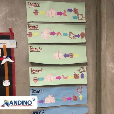 CREAMOS EL SISTEMA DIGESTIVO CON MATERIALES RECICLADOS /CREATING THE ...